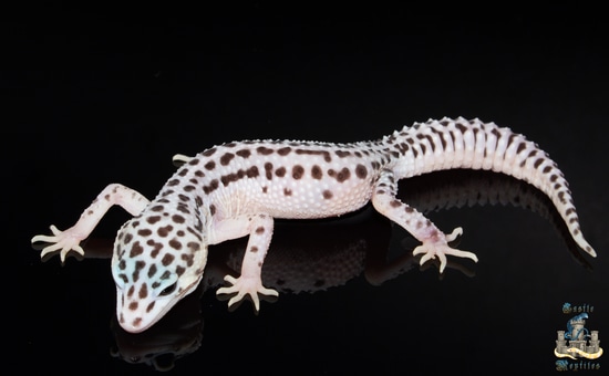 Super Mack Snow Leopard Gecko by Castle Reptiles LLC