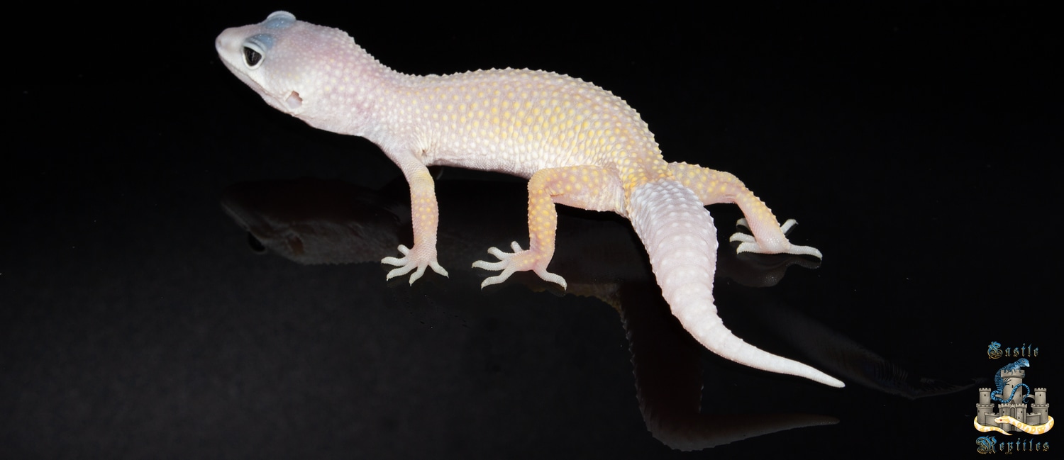 Blizzard Leopard Gecko by Castle Reptiles LLC - MorphMarket