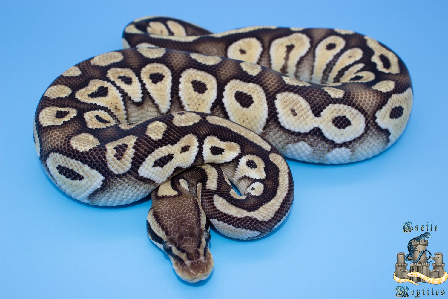 *Shipped* Male Pastel Mojave Ball Python by Castle Reptiles LLC ...
