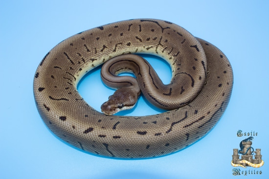 *Shipped* Female Leopard Spinner Ball Python by Castle Reptiles LLC