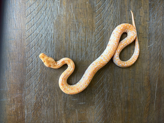 Albino Het Green Granite Burmese Python by Castle Reptiles LLC