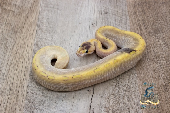 Female Mojave Enchi Champagne Ball Python by Castle Reptiles LLC