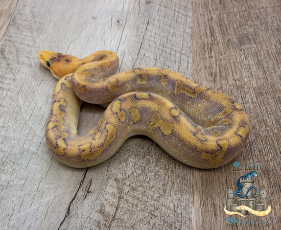 Male Chocolate Enchi Mojave Champagne Ball Python by Castle Reptiles LLC