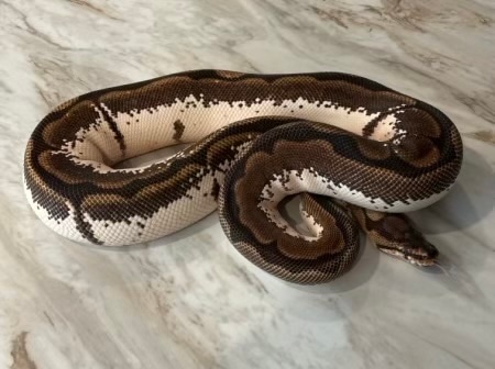 Proven Breeder Calico Spider Ball Python by Castle Reptiles LLC