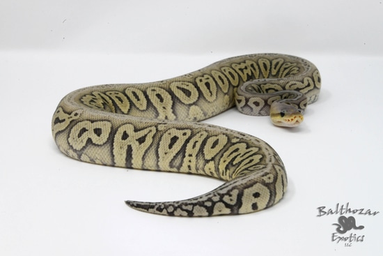 Pastel Orange Ghost Red Axanthic Ball Python by Balthozar, LLC