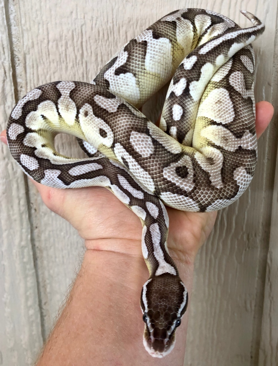 Pastel Lesser Vpi Axanthic Ball Python by Balthozar, LLC - MorphMarket