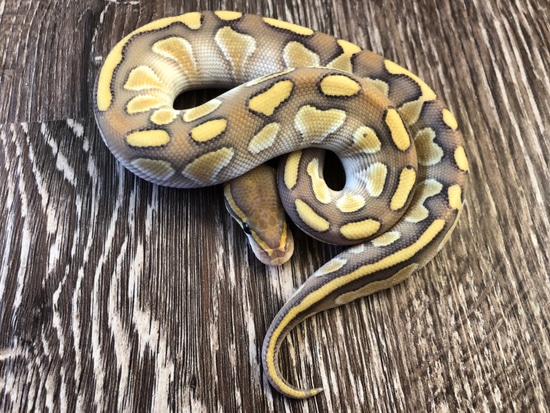 Ghost Butter Het Puzzle Ball Python by Balthozar, LLC