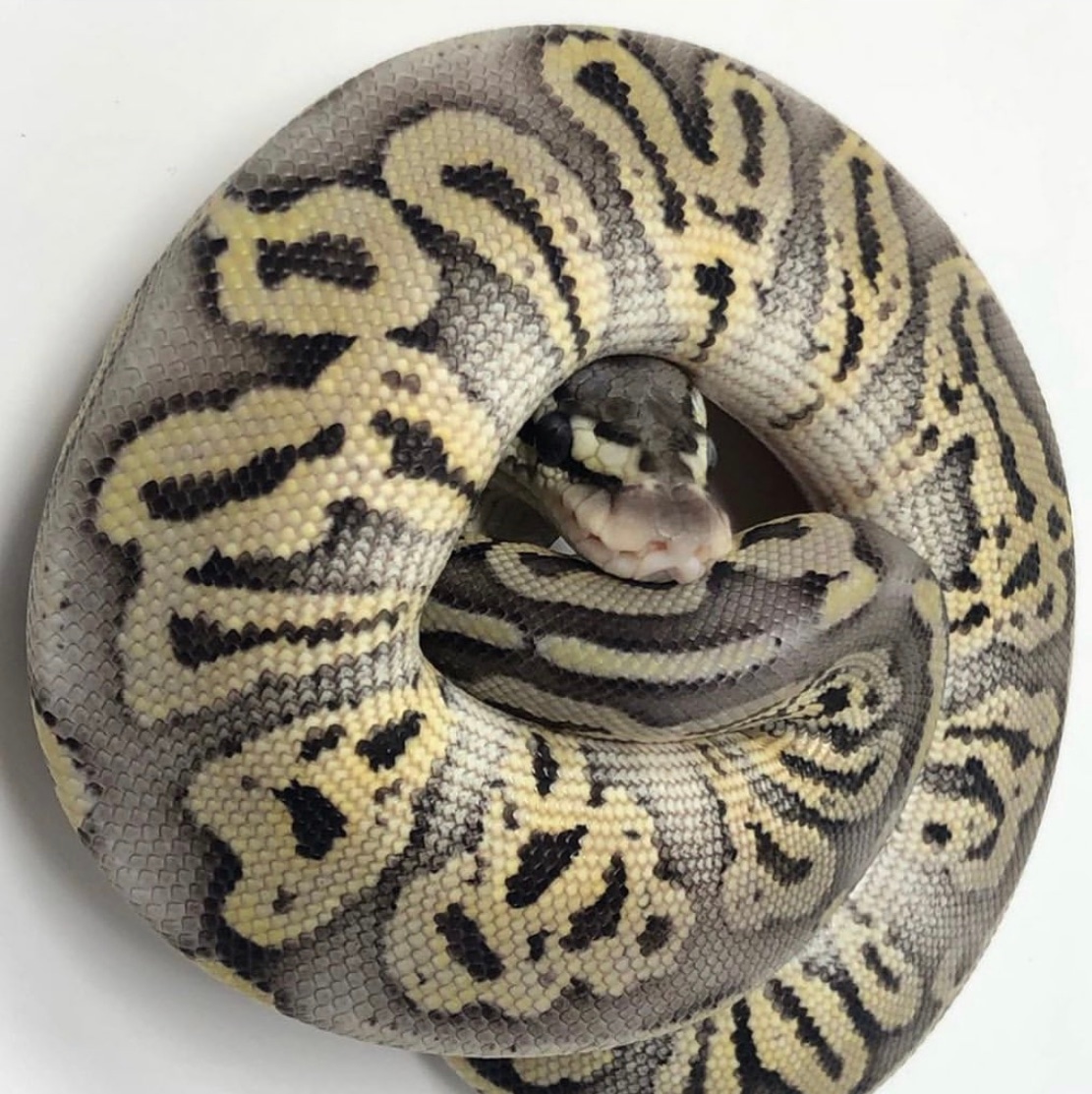 Super Pastel Leopard Het Vpi Axanthic Ball Python by Balthozar, LLC ...