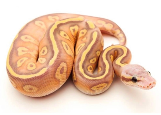 PROVEN Pastel Banana Mojave Het Puzzle Ball Python by Balthozar, LLC