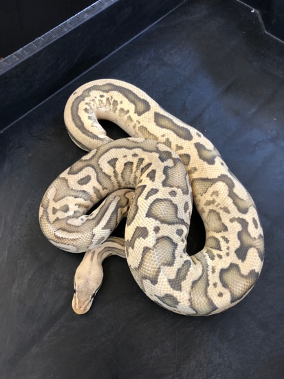 Superfly Hypo Leopard Ball Python by Balthozar, LLC