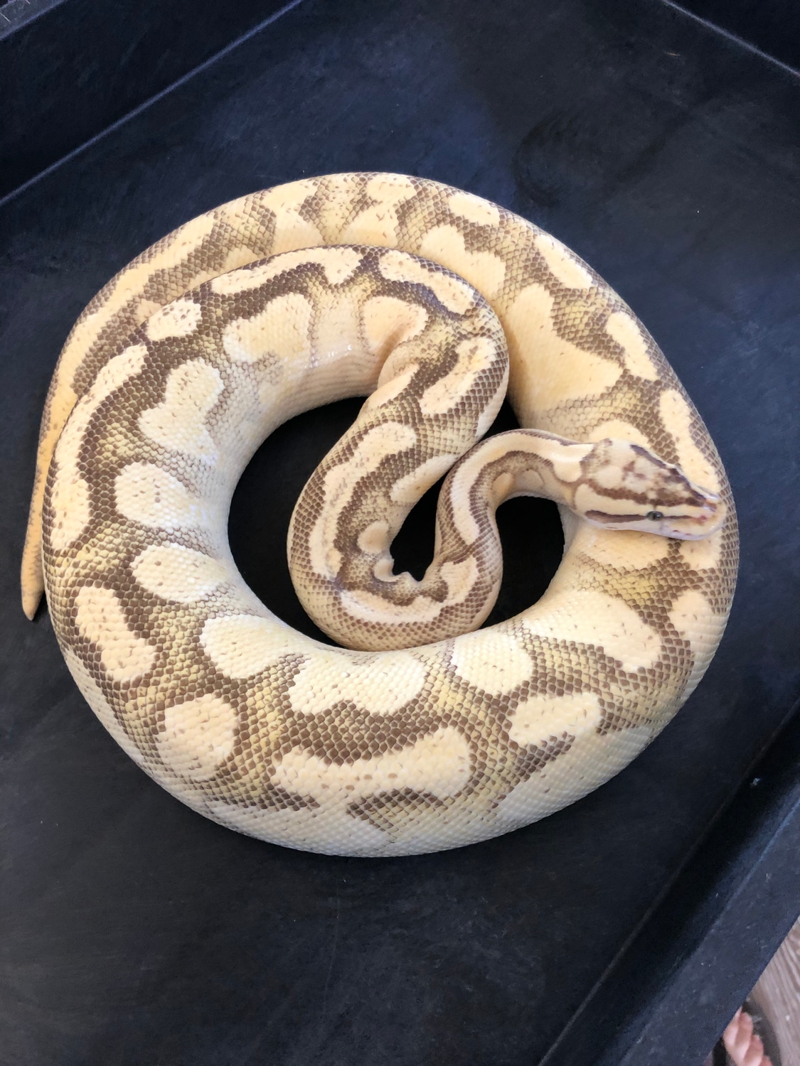 Mocha Pastel Enchi YB Fire Ball Python by Balthozar, LLC - MorphMarket
