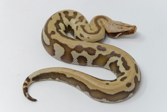 T+ Albino Goldeneye Female! Blood Python by Balthozar, LLC