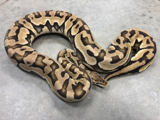 Pastel Puzzle Ball Python by Balthozar, LLC