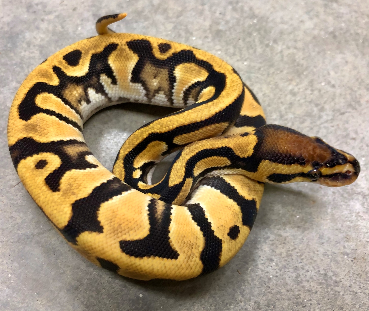 Vanilla OD Probable Yb 100% Het Puzzle Poss Het Pied Ball Python by ...