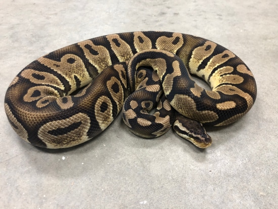 Pastel Chocolate Het Puzzle Ball Python by Balthozar, LLC