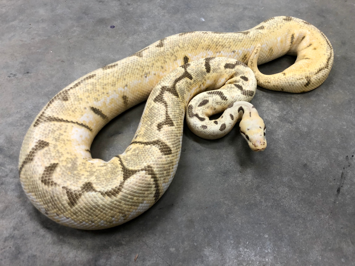 Super Pastel Enchi Spider Het Clown Ball Python by Balthozar, LLC ...