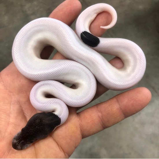 Panda Pied Ball Python by Balthozar, LLC