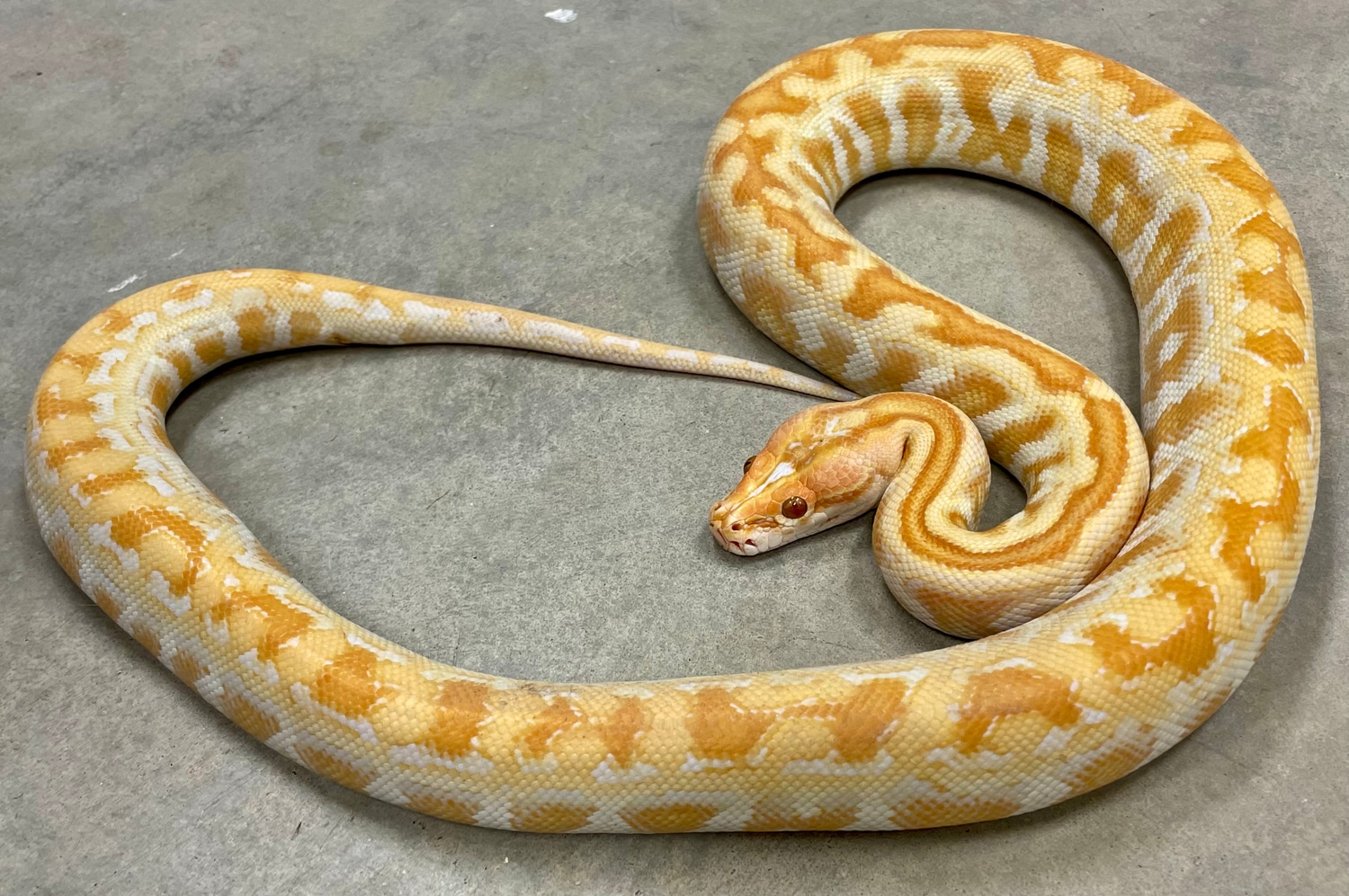 Albino Champagne Het Granite Burmese Python by Balthozar, LLC - MorphMarket