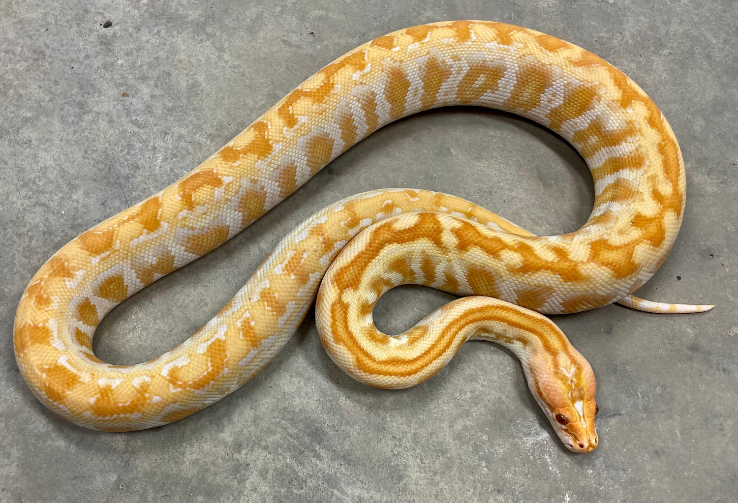 Albino Champagne Het Granite Burmese Python by Balthozar, LLC - MorphMarket