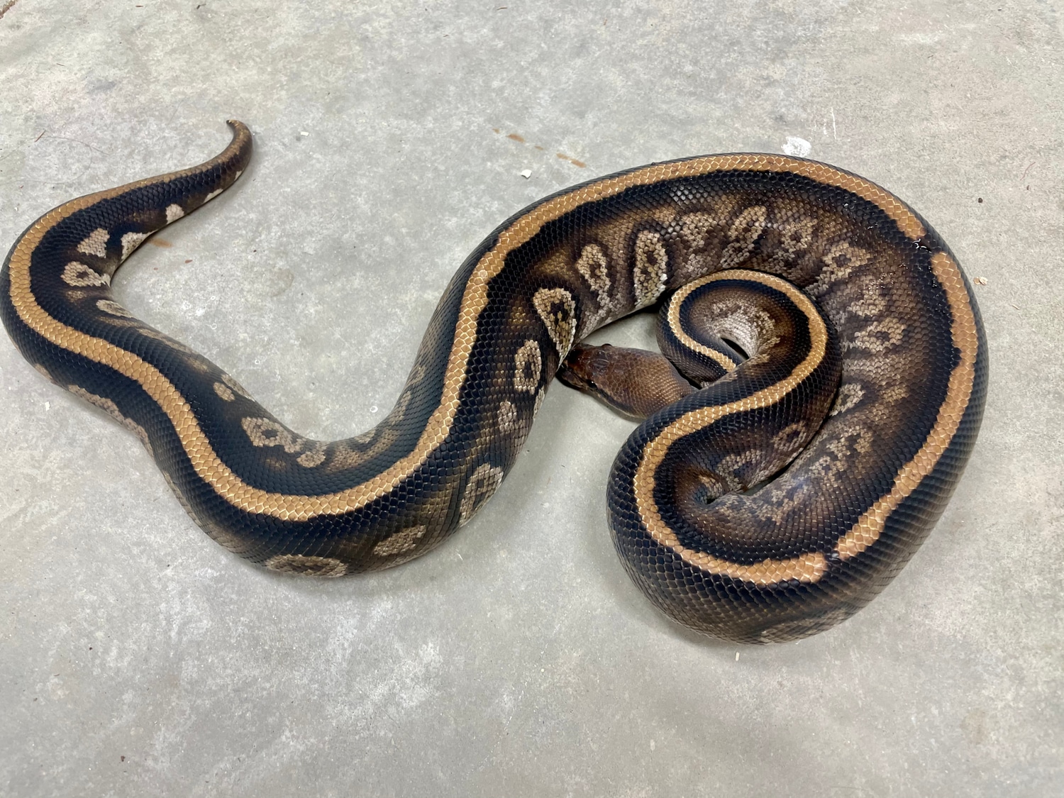 Proven Cypress Stranger Ball Python by Balthozar, LLC - MorphMarket