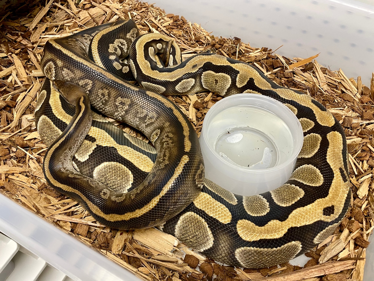 Proven Cypress Stranger Ball Python by Balthozar, LLC - MorphMarket