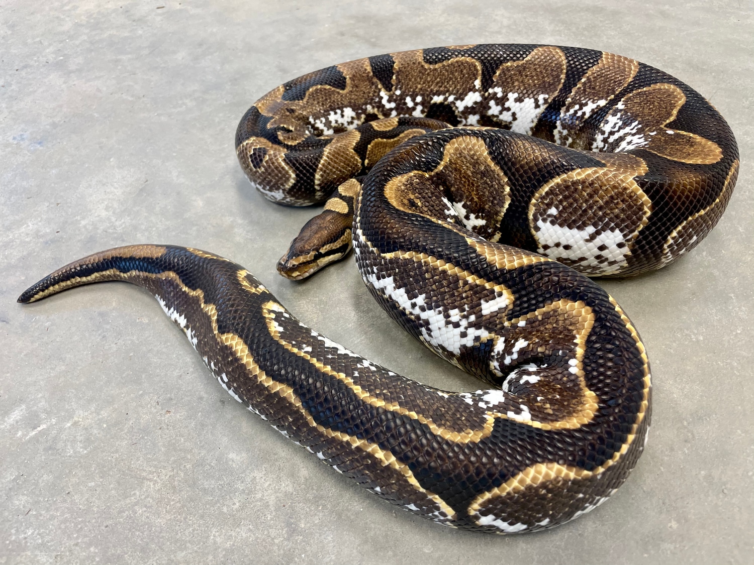 Sugar Het Monarch Ball Python by Balthozar, LLC - MorphMarket