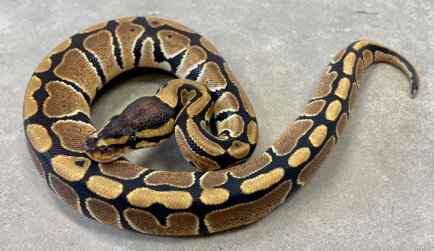1.1 Double Het Desert Ghost Puzzle Ball Python by Balthozar, LLC - MorphMarket