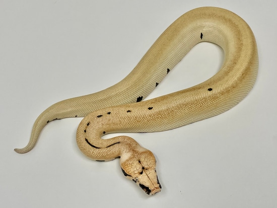 Magpie Matrix Het Albino T Blood Python by Balthozar, LLC