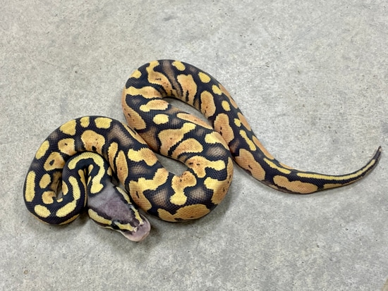 Pastel Ghost Het Puzzle Ball Python by Balthozar, LLC