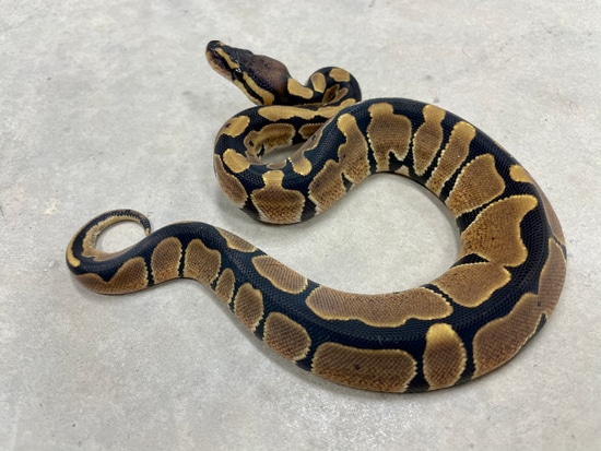 66% Het Puzzle Ball Python by Balthozar, LLC
