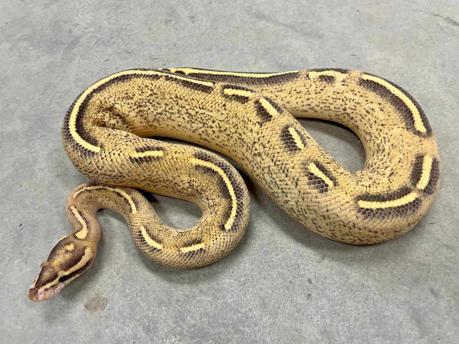 Cypress Orange Dream Freeway Possible Fire Ball Python by Balthozar ...