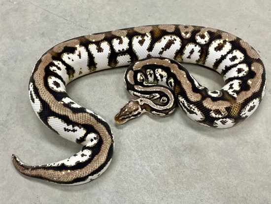 Pastel Spotnose Sugar Ball Python by Balthozar, LLC