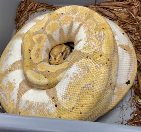 Proven Banana Sugar Paradox Ball Python by Balthozar, LLC