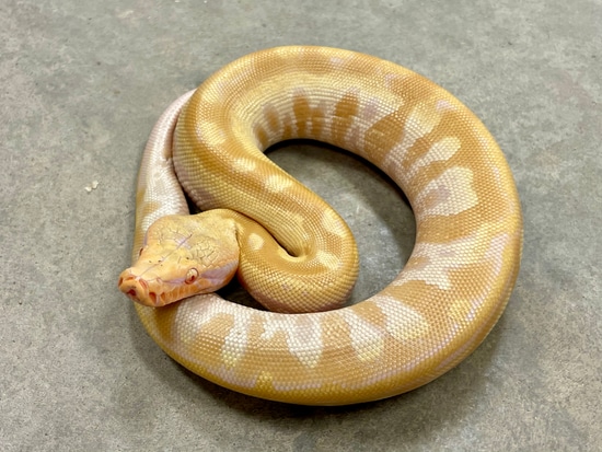 Matrix T Negative Albino Blood Python by Balthozar, LLC