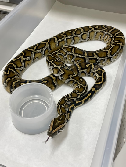 Female Subadult DH Albino Pied Burmese Python by Balthozar, LLC