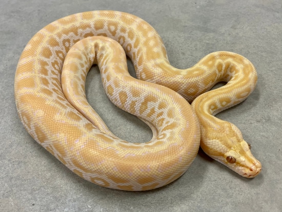 Albino Hypo Het Pied Burmese Python by Balthozar, LLC