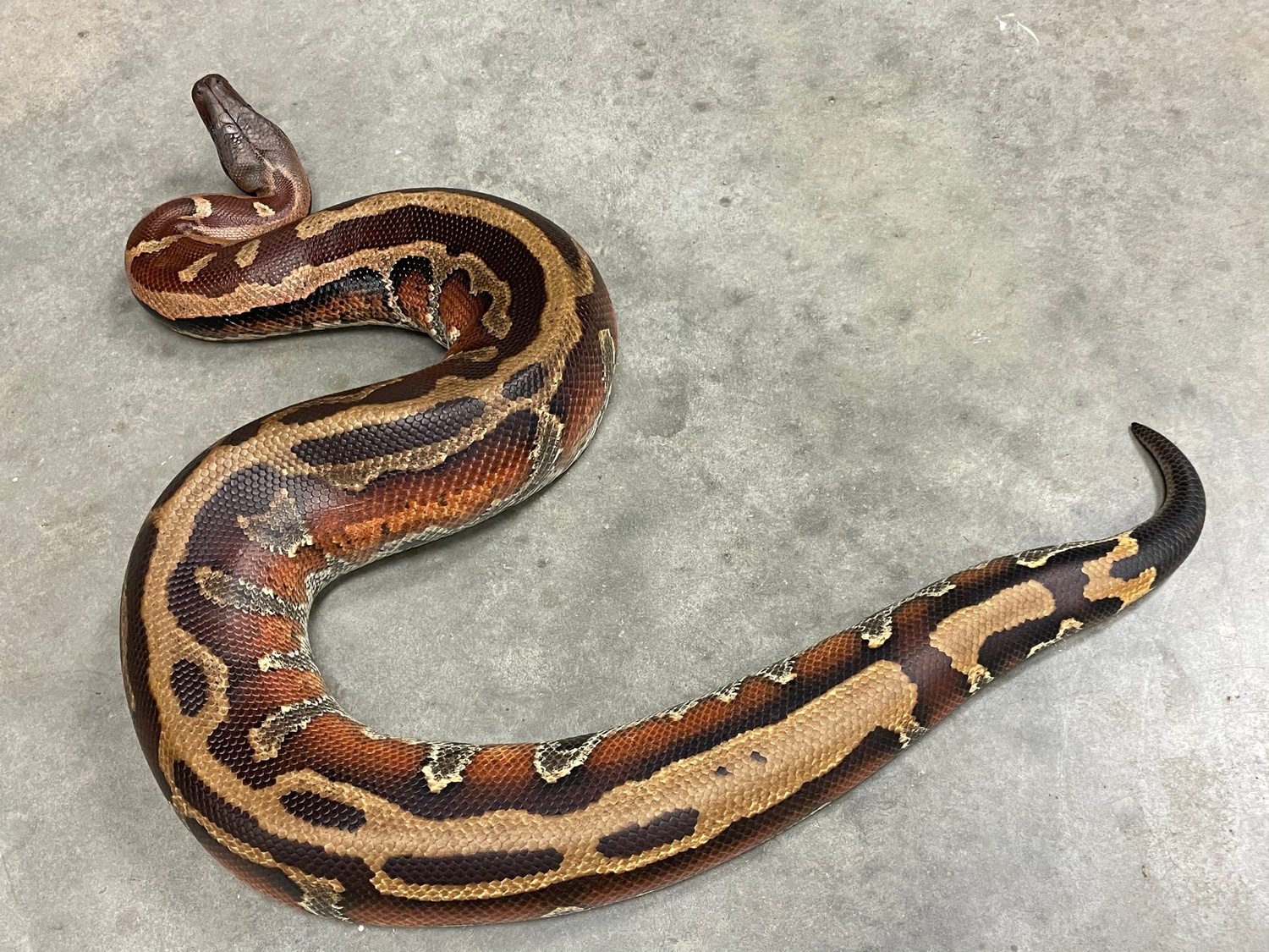 Proven Cbe Stripe Het T- Blood Python by Balthozar, LLC - MorphMarket