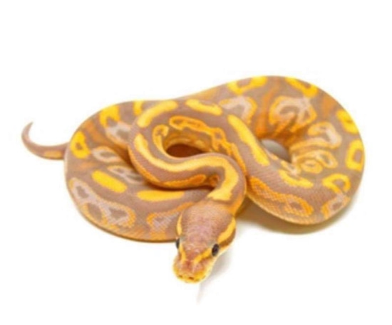 Super Orange Dream Yellow Belly Cypress Black Pastel Banana Ball Python ...