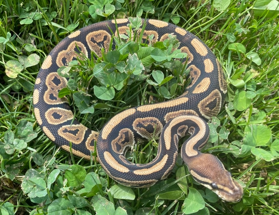 Black Pastel Het Puzzle Ball Python by Balthozar, LLC