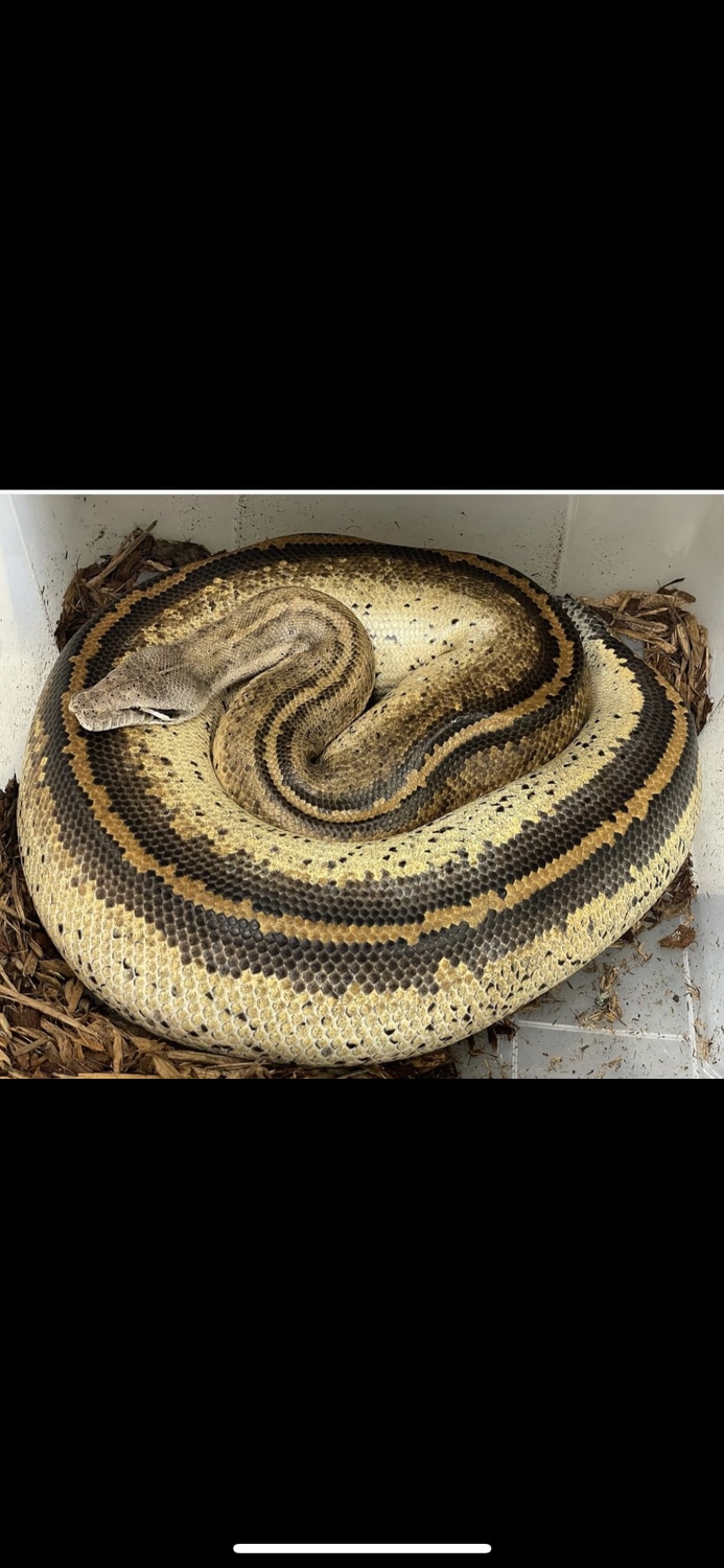 Aberrant Super Matrix Blood Python by Balthozar, LLC - MorphMarket