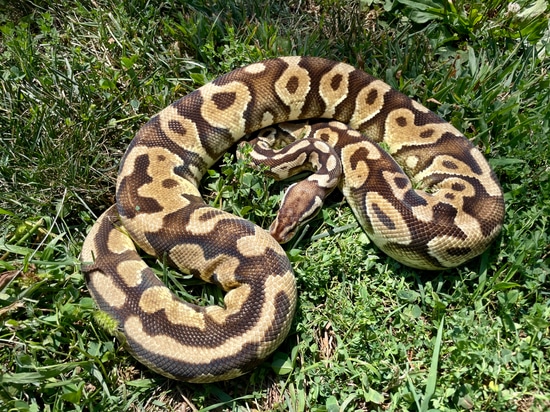 🧩pastel Leopard Het Puzzle🧩 Ball Python by Balthozar, LLC