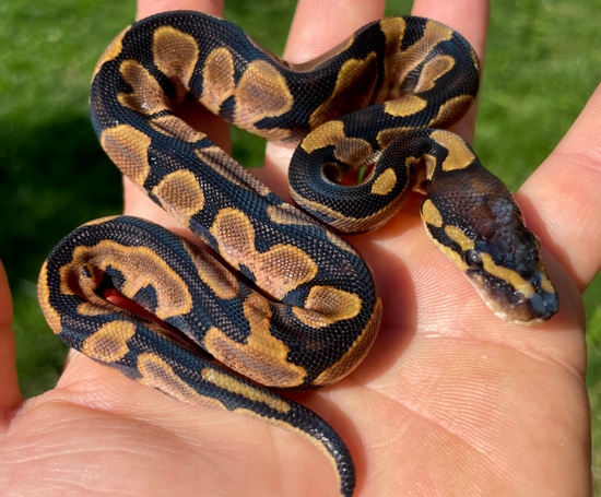 🧩orange Dream Calico Dh Hypo Puzzle🧩 Ball Python by Balthozar, LLC
