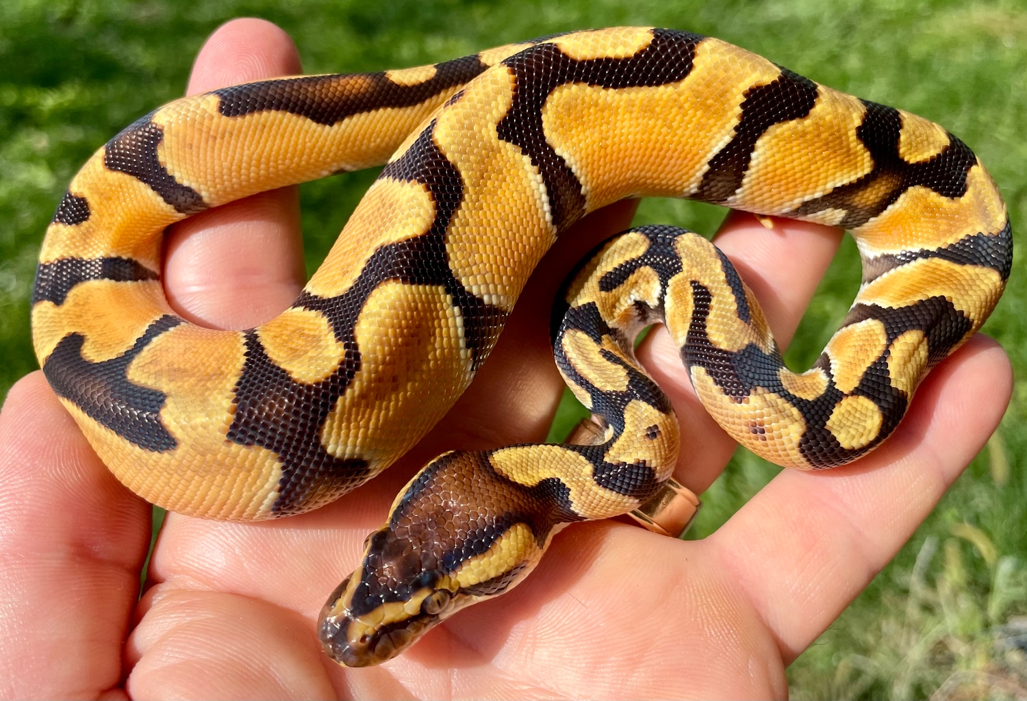 🧩Pastel Enchi Orange Dream Het Puzzle🧩 Ball Python by Balthozar, LLC ...