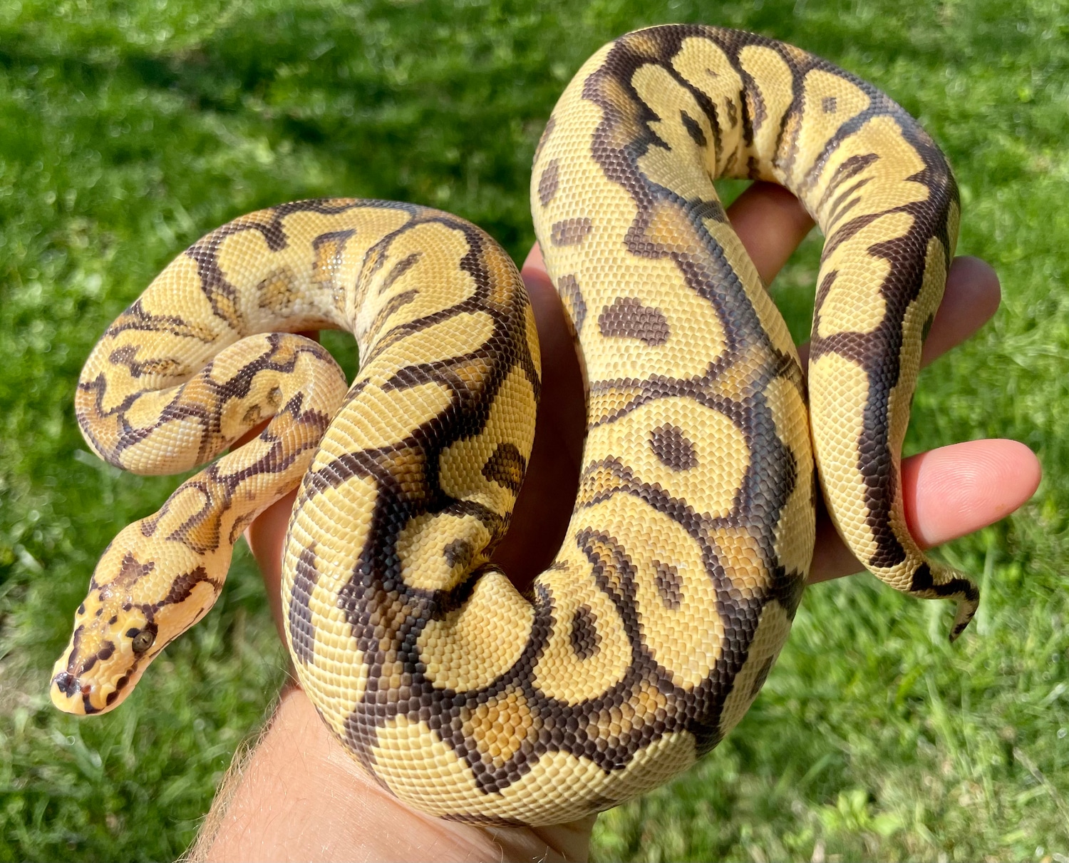 Fire Spotnose Clown Ball Python by Balthozar, LLC - MorphMarket
