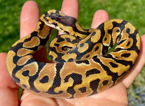 🧩puzzle Orange Dream Cryptic 🧩 Ball Python by Balthozar, LLC