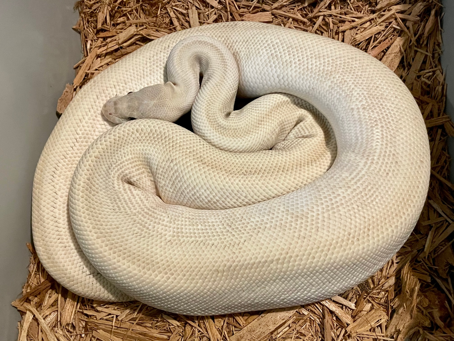 Super Phantom Clown Ball Python by Balthozar, LLC - MorphMarket