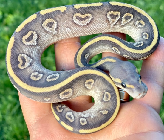 🧩hypo Red Head Mojave Het Puzzle🧩 Ball Python by Balthozar, LLC