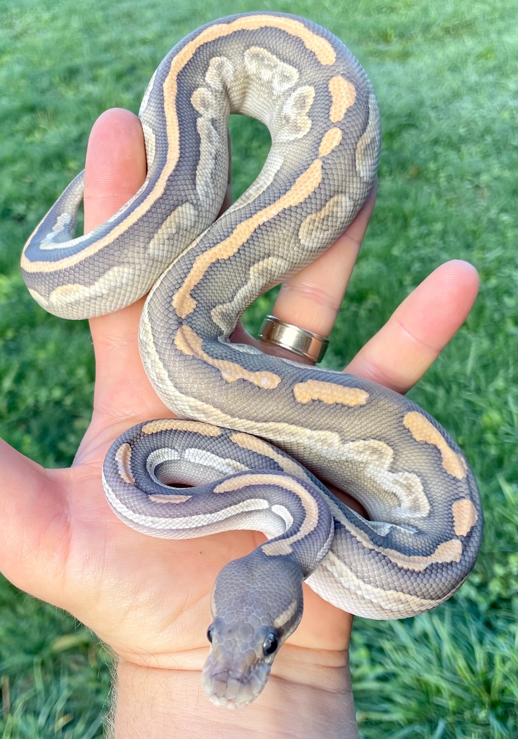Super Huffman Mojave Hypo 66% Het Clown Ball Python by Balthozar, LLC ...