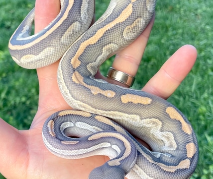 🧩Super Pastel Stranger Puzzle🧩 Ball Python by Balthozar, LLC - MorphMarket