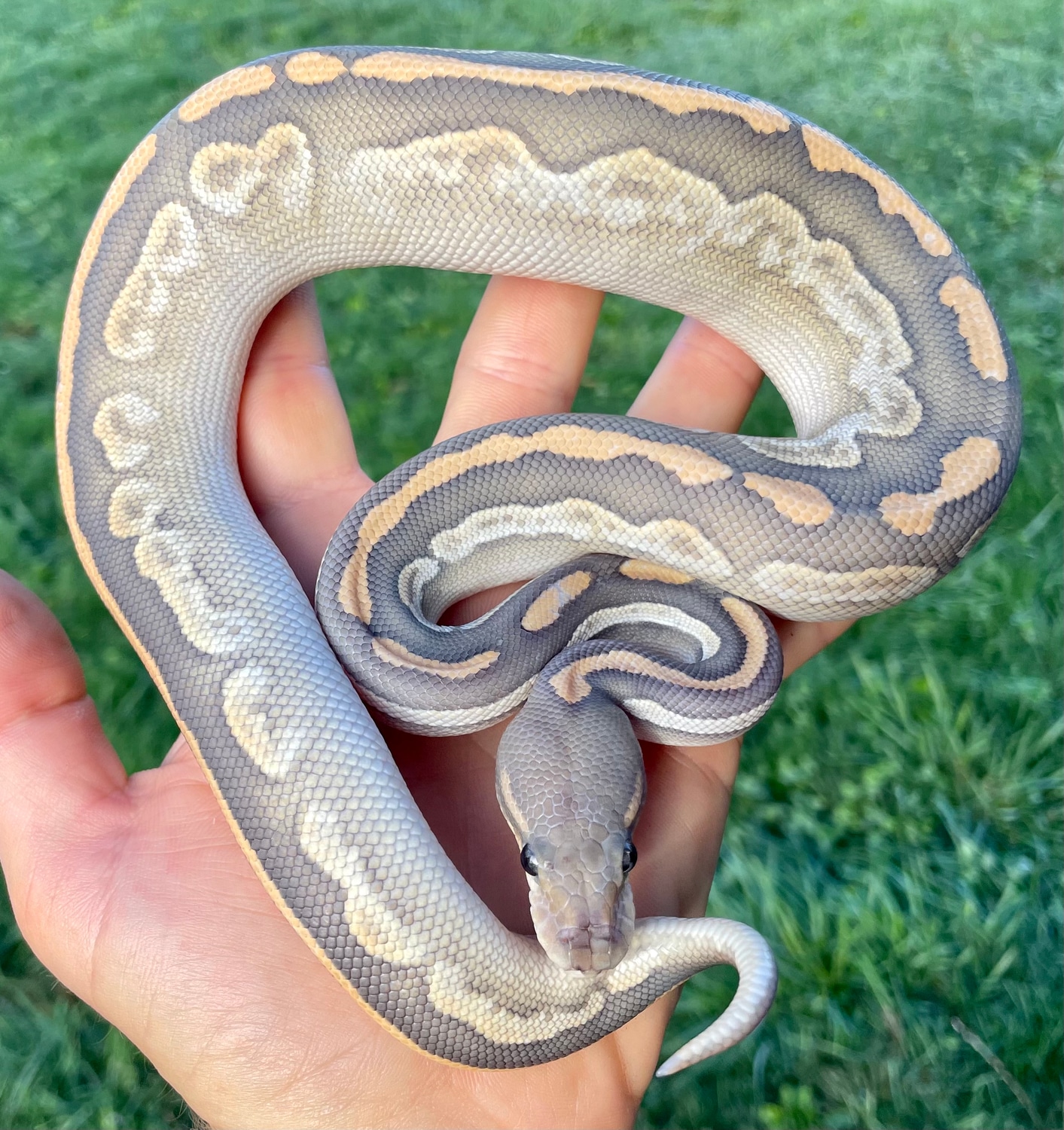Super Huffman Mojave Hypo 66% Het Clown Ball Python by Balthozar, LLC ...